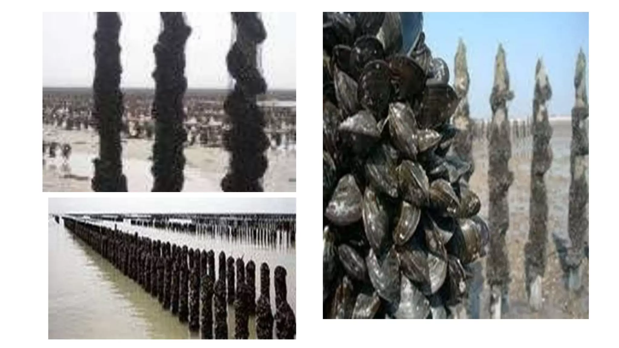 Mussles culture.pptx