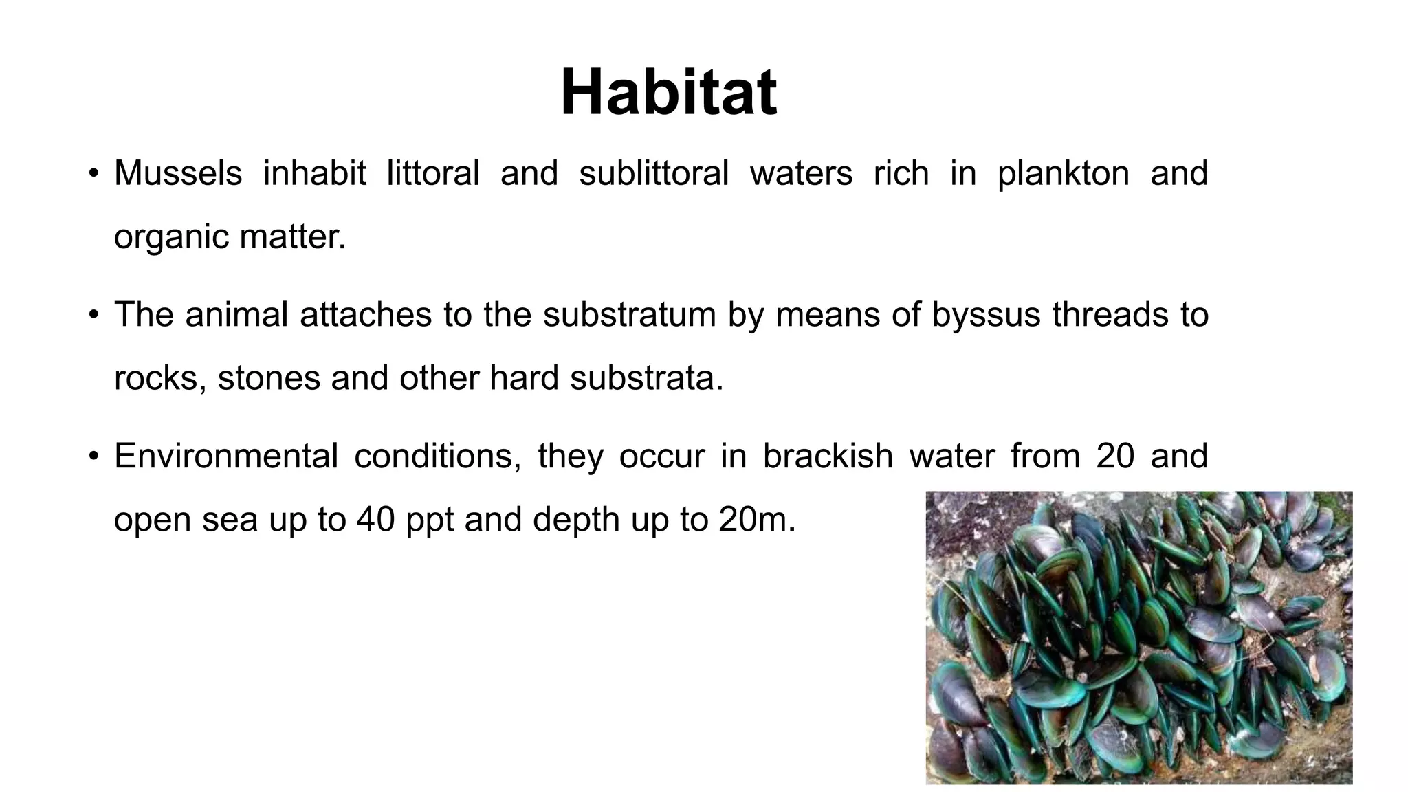 Mussles culture.pptx