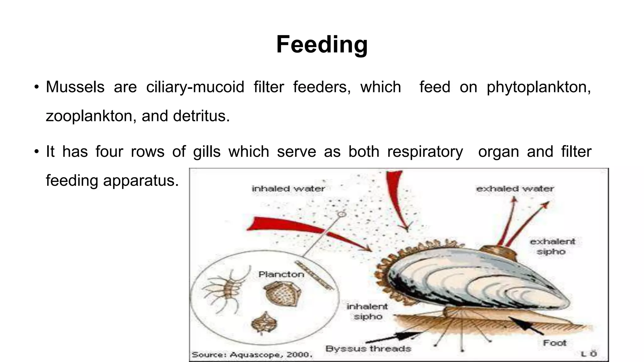 Mussles culture.pptx