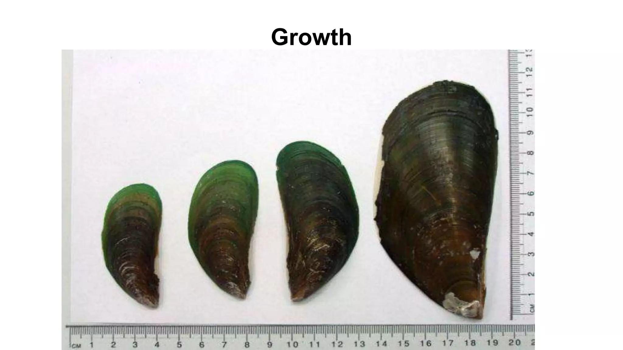 Mussles culture.pptx