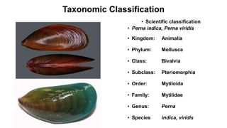 Mussles culture.pptx | Zoos & Aquariums | Attractions