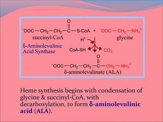 HEME METABOLISM MUHAMMAD MUSTANSAR | PPT