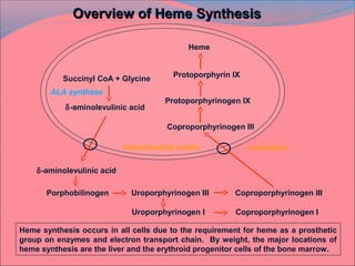 HEME METABOLISM MUHAMMAD MUSTANSAR | PPT