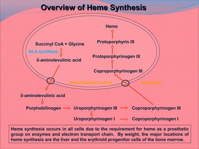 HEME METABOLISM MUHAMMAD MUSTANSAR | PPT | Blood Disorders | Diseases ...
