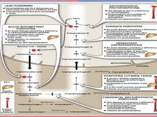 HEME METABOLISM MUHAMMAD MUSTANSAR | PPT