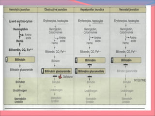 HEME METABOLISM MUHAMMAD MUSTANSAR | PPT