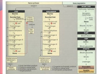 HEME METABOLISM MUHAMMAD MUSTANSAR | PPT