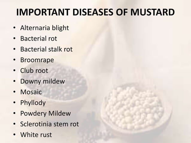 Mustard | PPT