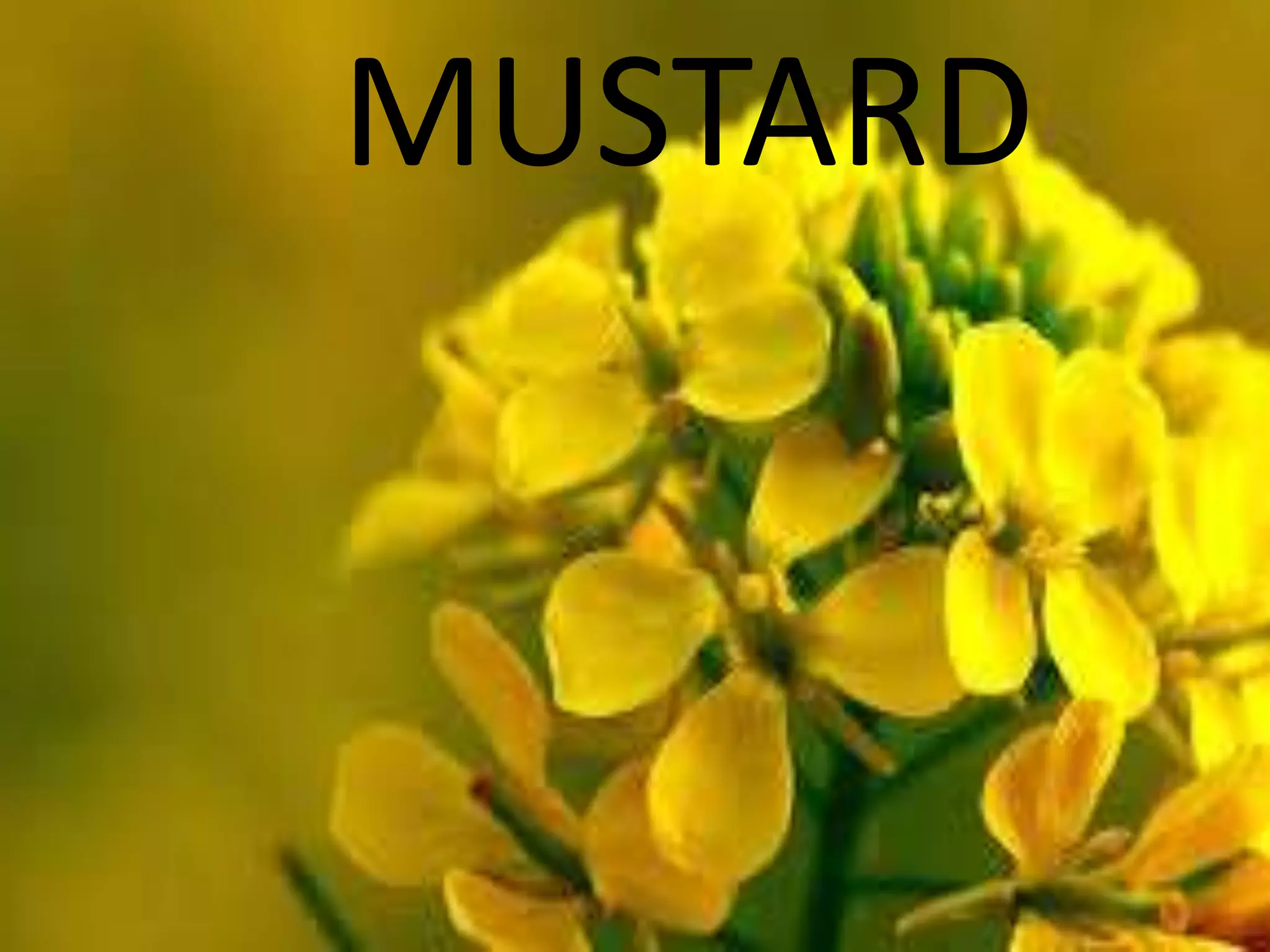 Mustard | PPTX