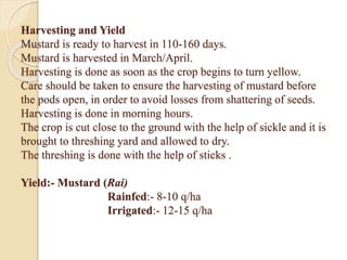 Mustard.pptx Details of mustard cultivation practice | PPTX