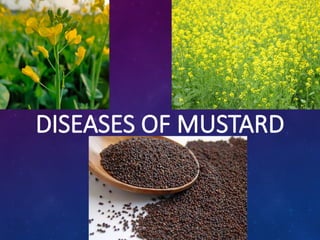 Mustard.disease pest management and their control measure | PPTX