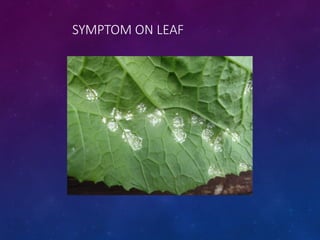 Mustard.disease pest management and their control measure | PPTX
