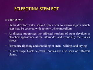 Mustard.disease pest management and their control measure | PPTX