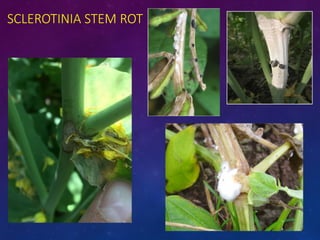 Mustard.disease pest management and their control measure | PPTX
