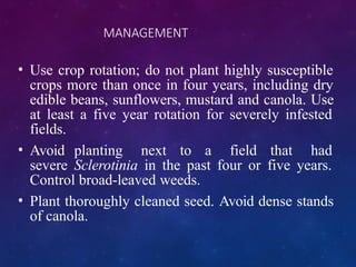Mustard.disease pest management and their control measure | PPTX