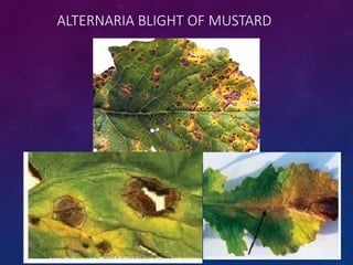 Mustard.disease pest management and their control measure | PPTX