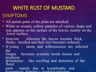 Mustard.disease pest management and their control measure | PPTX ...