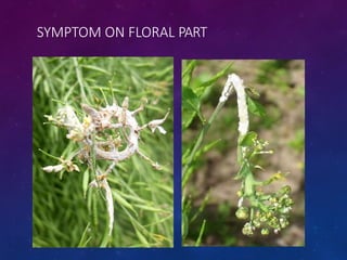 Mustard.disease pest management and their control measure | PPTX