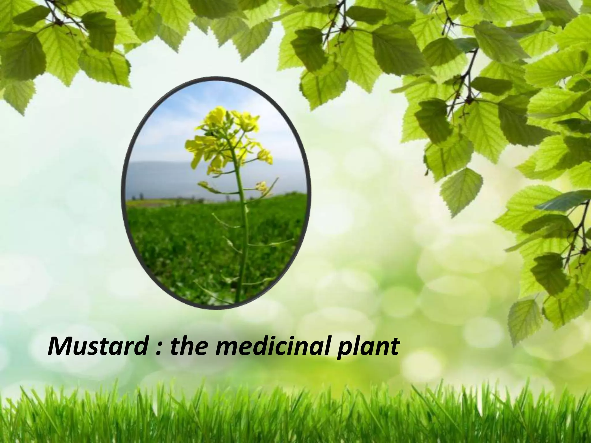 The medicinal plant-Mustard | PPT
