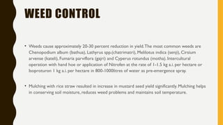 mustard and oilseed cultivation in india.pptx