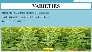 Mustard and Rapeseed (Brassica species) Mustard and rapeseed are important oilseed crops | PPT