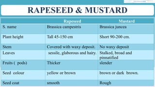 Mustard and Rapeseed (Brassica species) Mustard and rapeseed are important oilseed crops | PPT