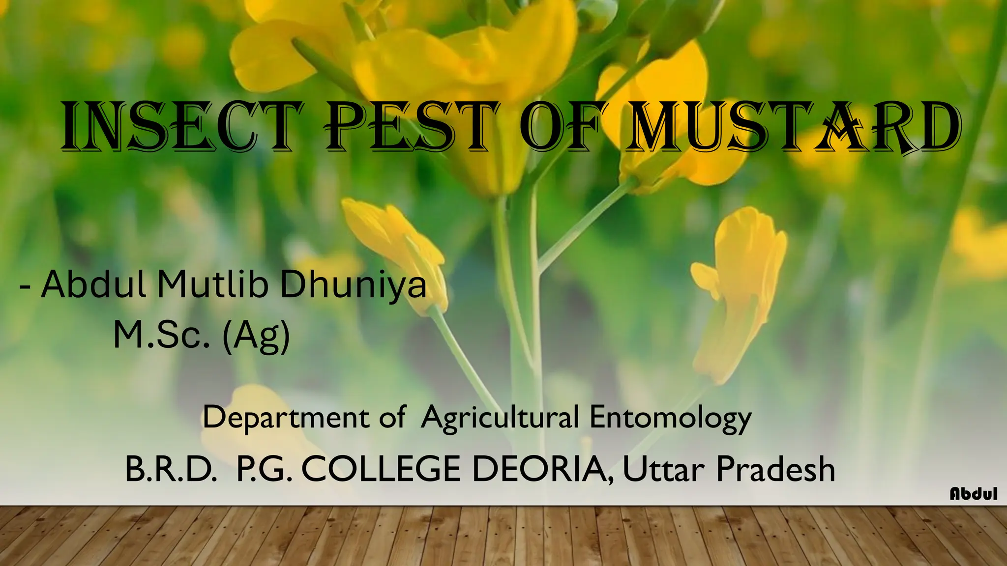 Mustard Aphid ;- damage and its management | PDF