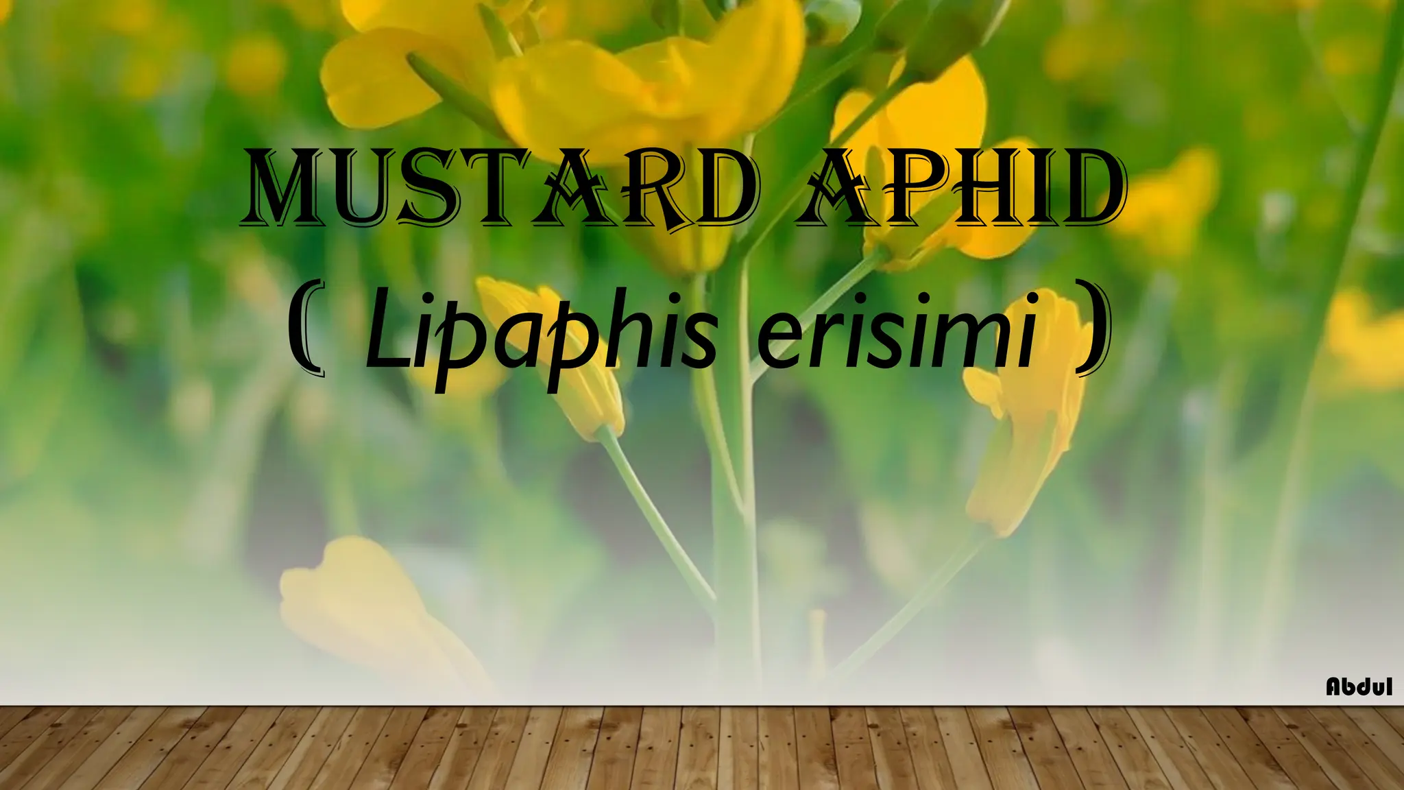 Mustard Aphid ;- damage and its management | PDF | Gardening | Home ...