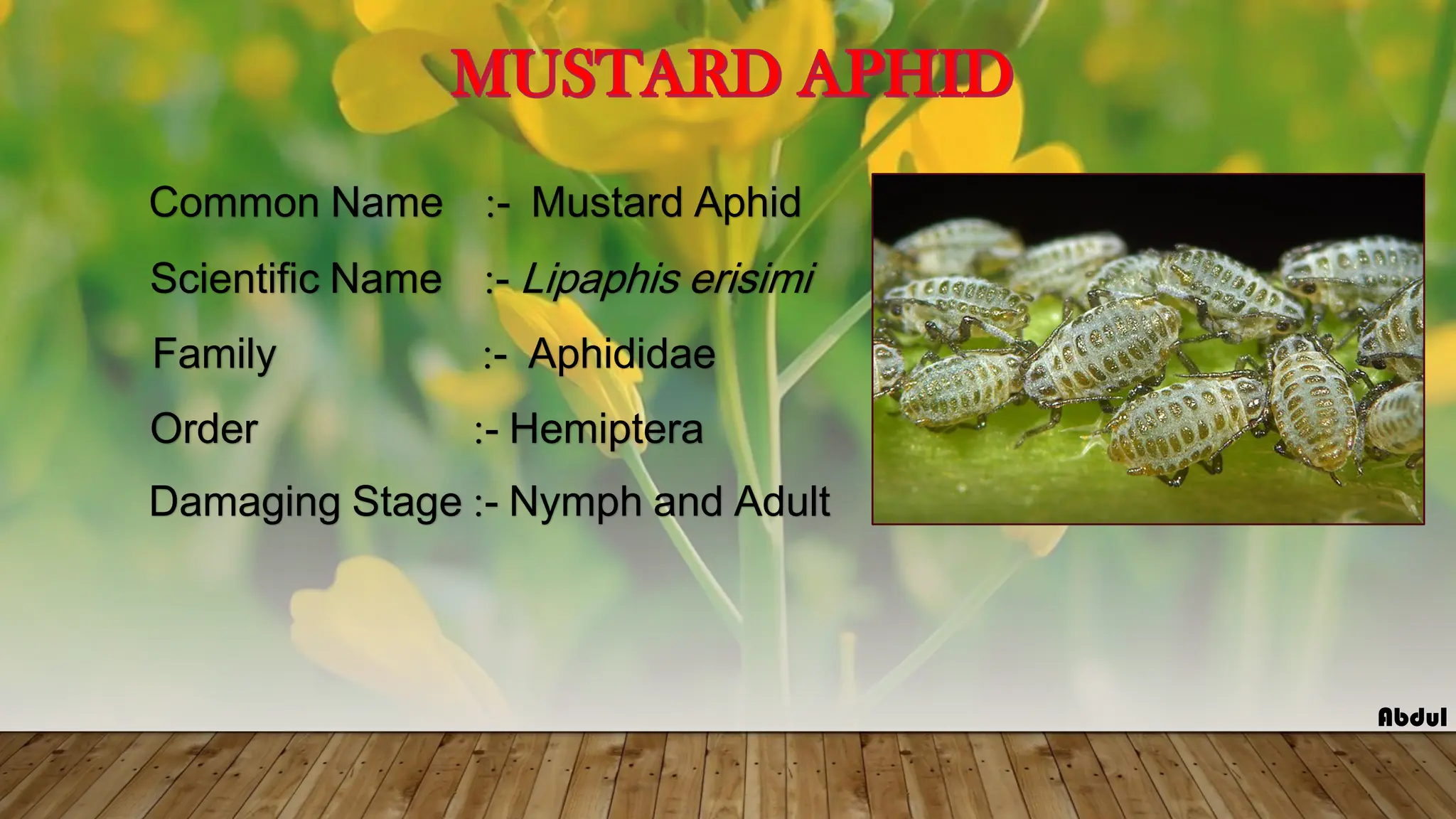 Mustard Aphid ;- damage and its management | PDF