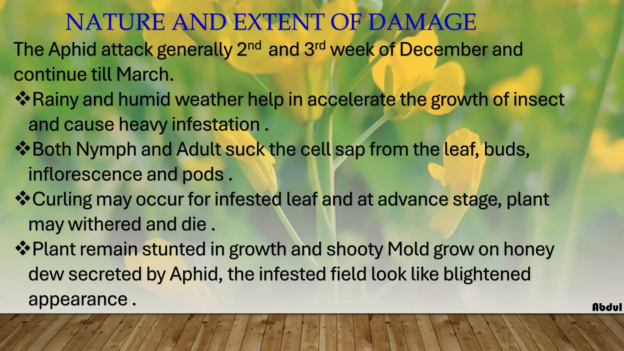 Mustard Aphid ;- damage and its management | PDF