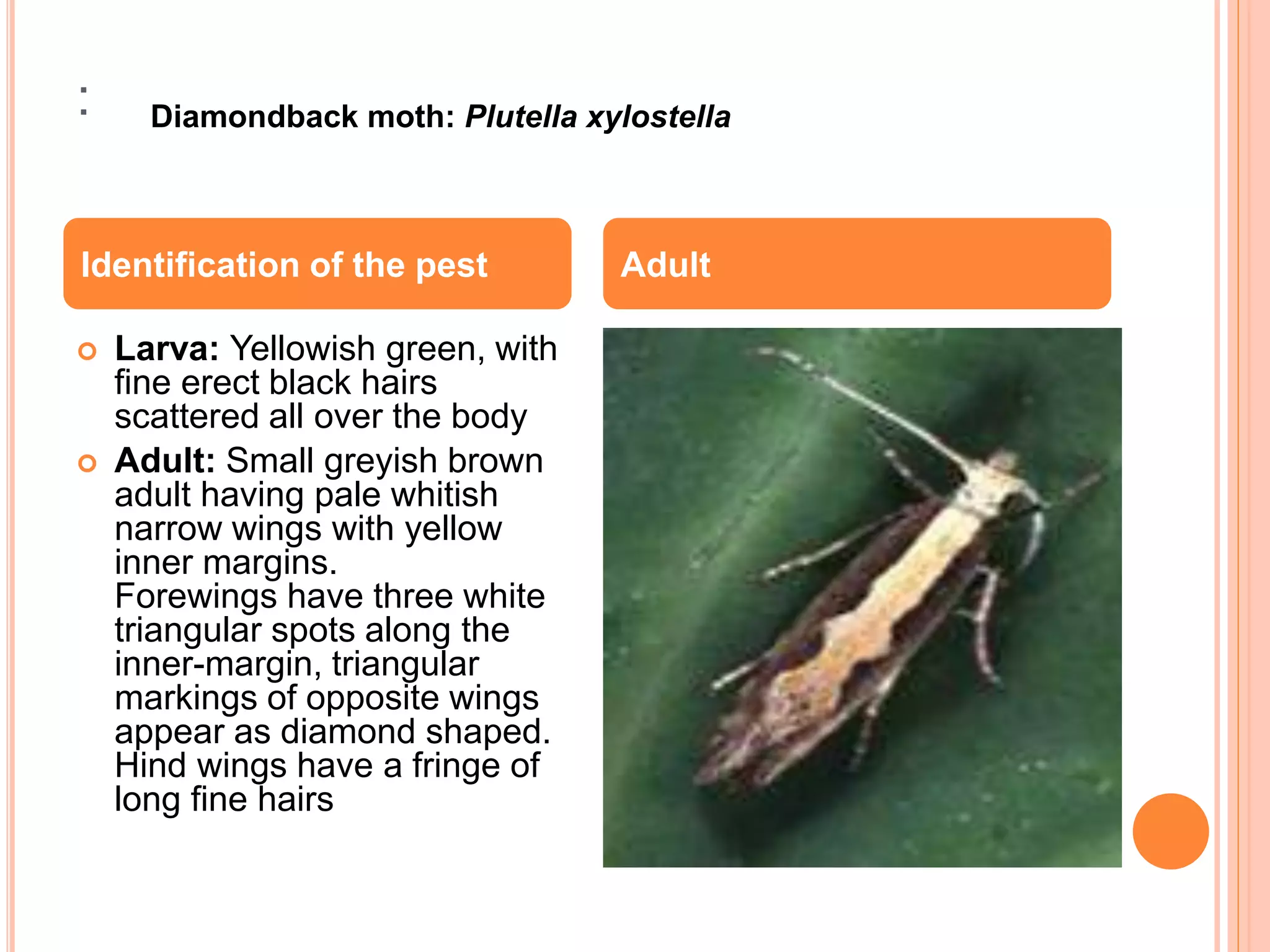 Mustard insects A Lecture By Mr Allah Dad Khan | PPTX