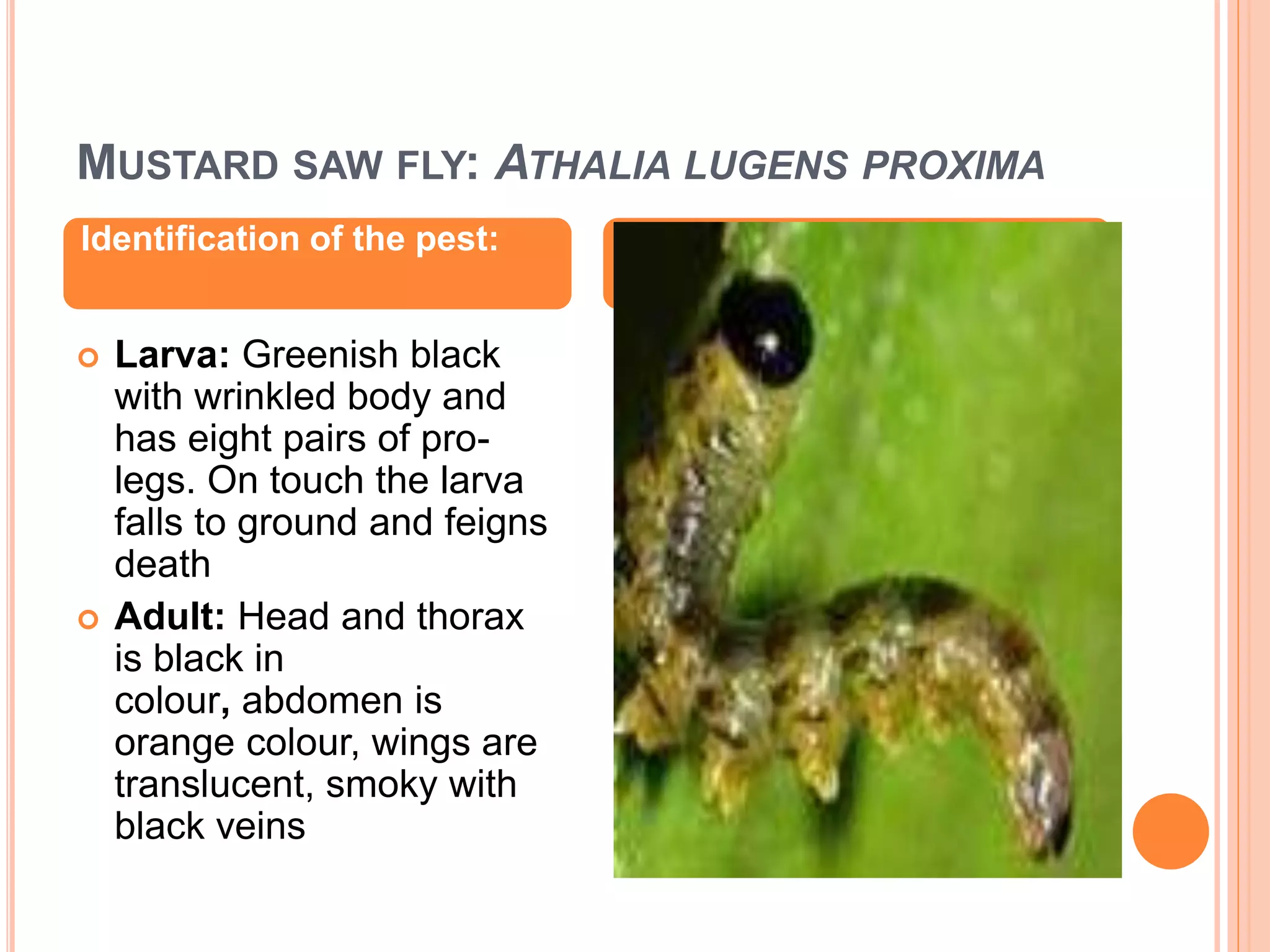 Mustard insects A Lecture By Mr Allah Dad Khan | PPTX