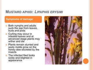 Mustard insects A Lecture By Mr Allah Dad Khan | PPTX