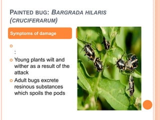 Mustard insects A Lecture By Mr Allah Dad Khan | PPTX