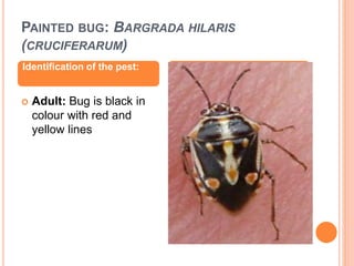 Mustard insects A Lecture By Mr Allah Dad Khan | PPTX