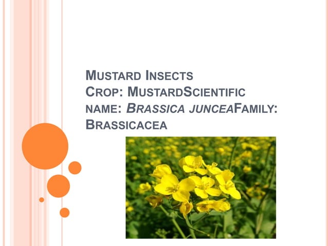 Mustard insects A Lecture By Mr Allah Dad Khan | PPTX | Gardening ...