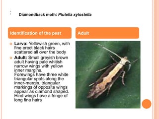 Mustard insects A Lecture By Mr Allah Dad Khan | PPTX
