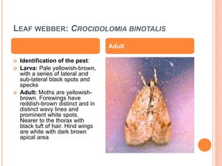 Mustard insects A Lecture By Mr Allah Dad Khan | PPTX