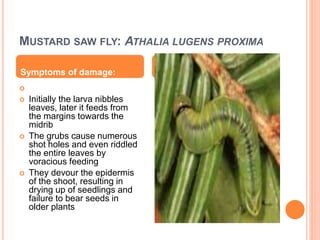 Mustard insects A Lecture By Mr Allah Dad Khan | PPTX