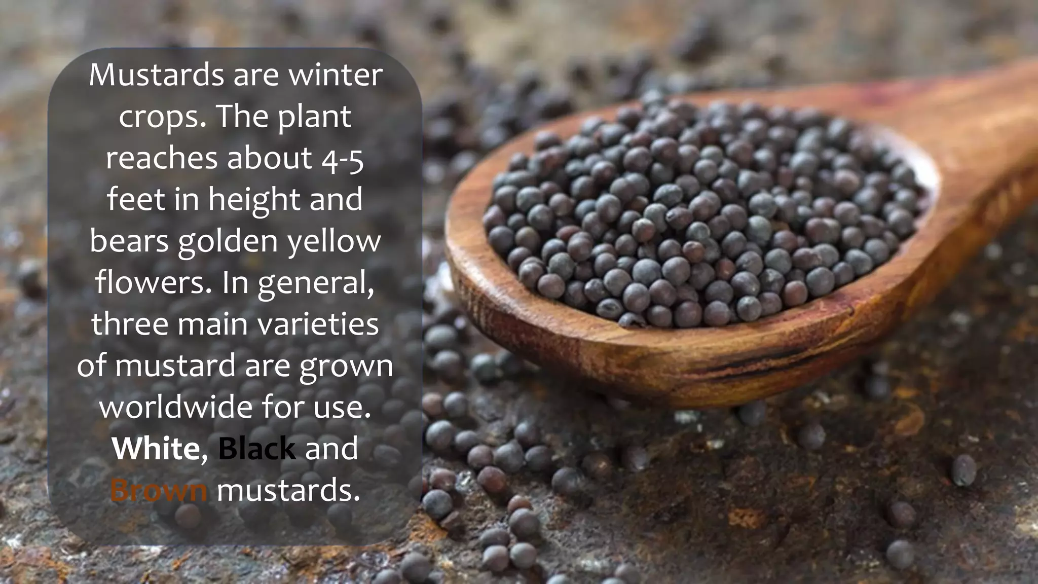 Mustard Oil Processing , Food Products Technology #oilseed | PDF