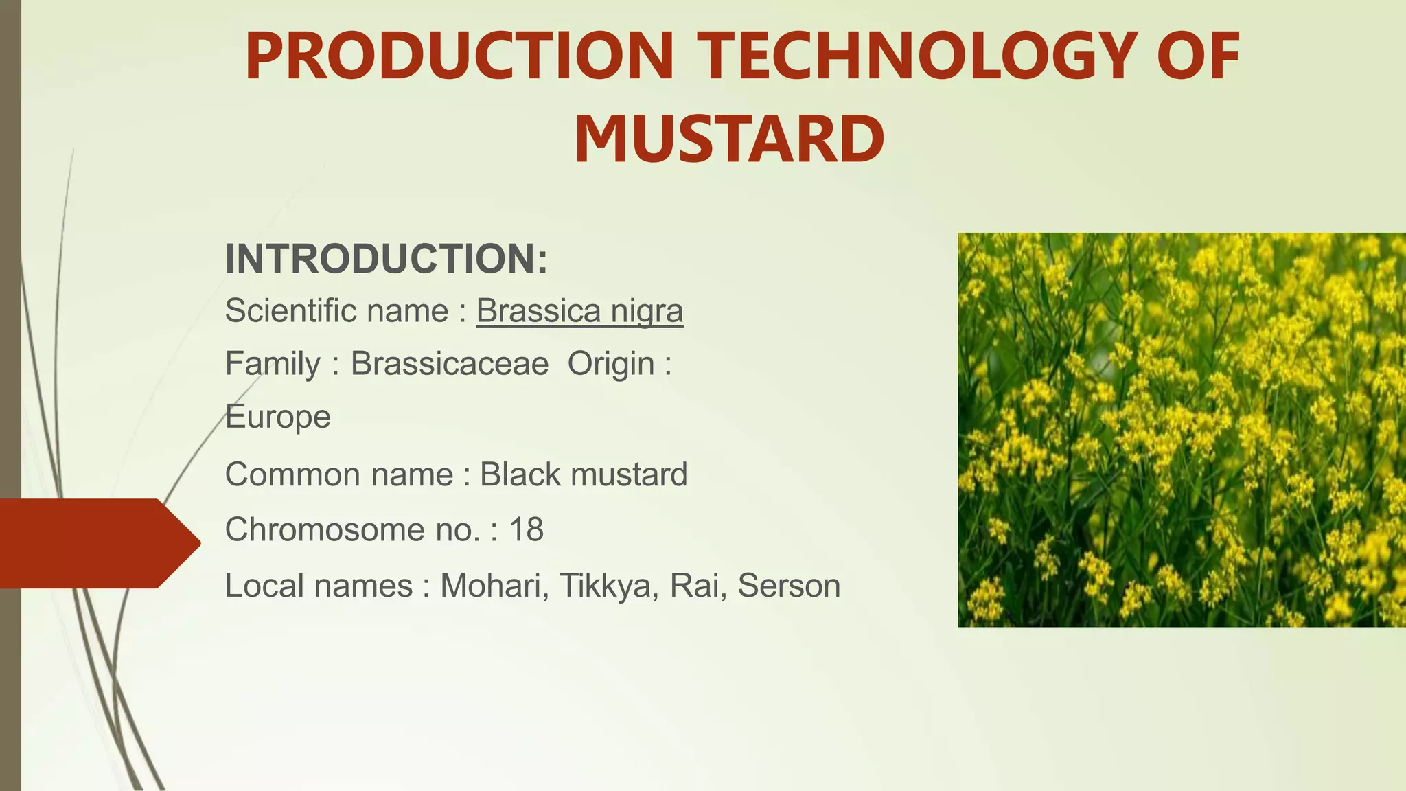 mustard ppt.pptx