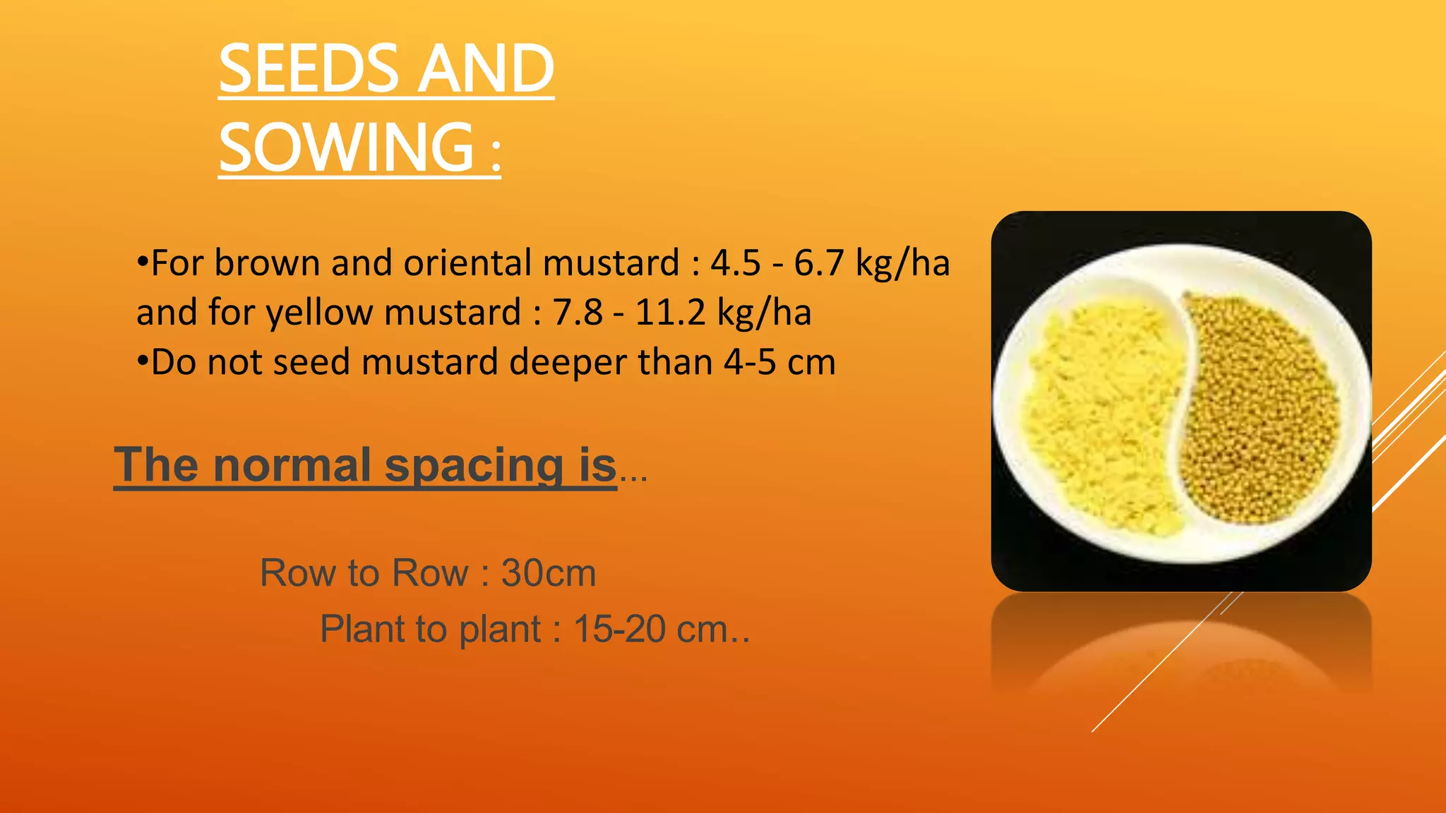 mustard ppt.pptx
