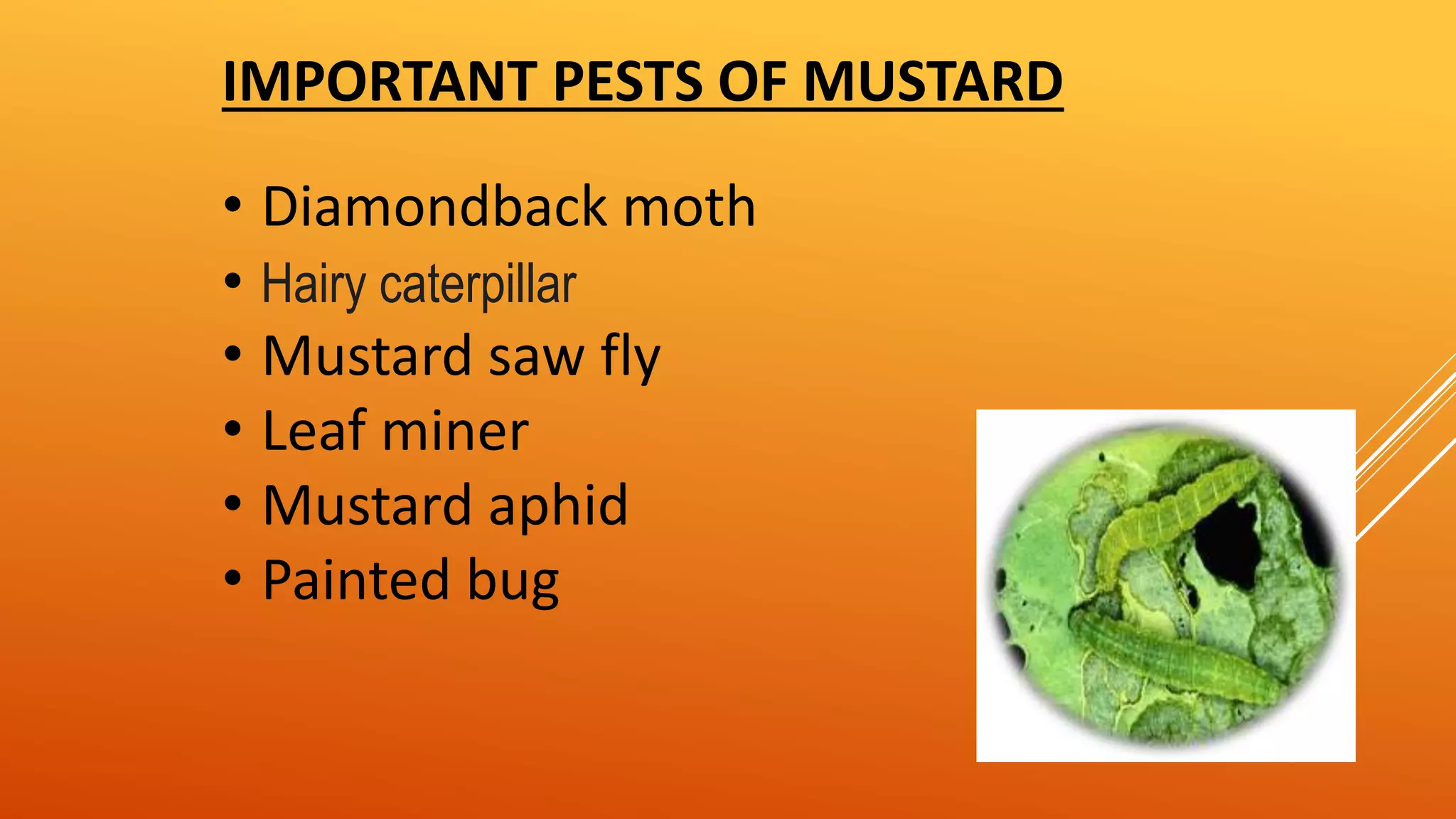 mustard ppt.pptx