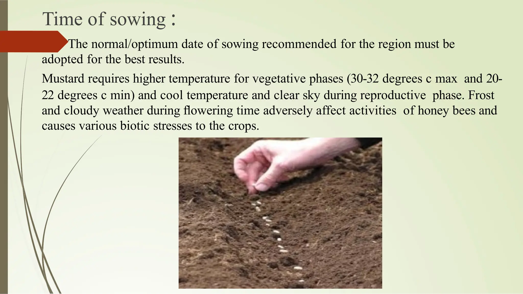 seed production thechnology in mustard.pptx