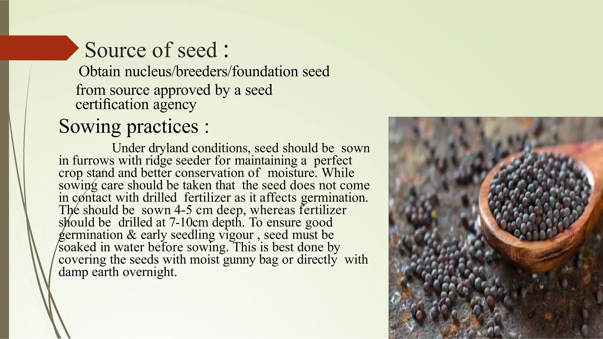 seed production thechnology in mustard.pptx