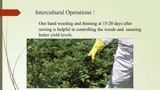 seed production thechnology in mustard.pptx