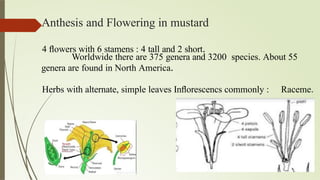 seed production thechnology in mustard.pptx