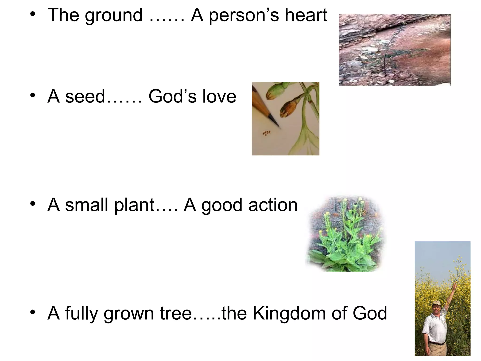 Mustard seed parable | PPT