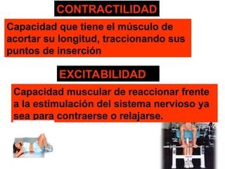 MUStCULO - 2024.ppt anatomía en 1 minuto | PPT