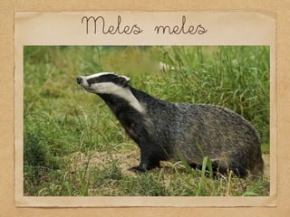 Mustelids pdf | PDF